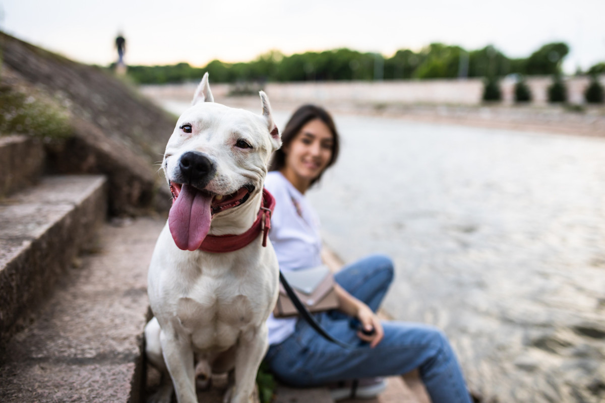 360 Pit Bull Names That Are Perfect for Powerful Pups