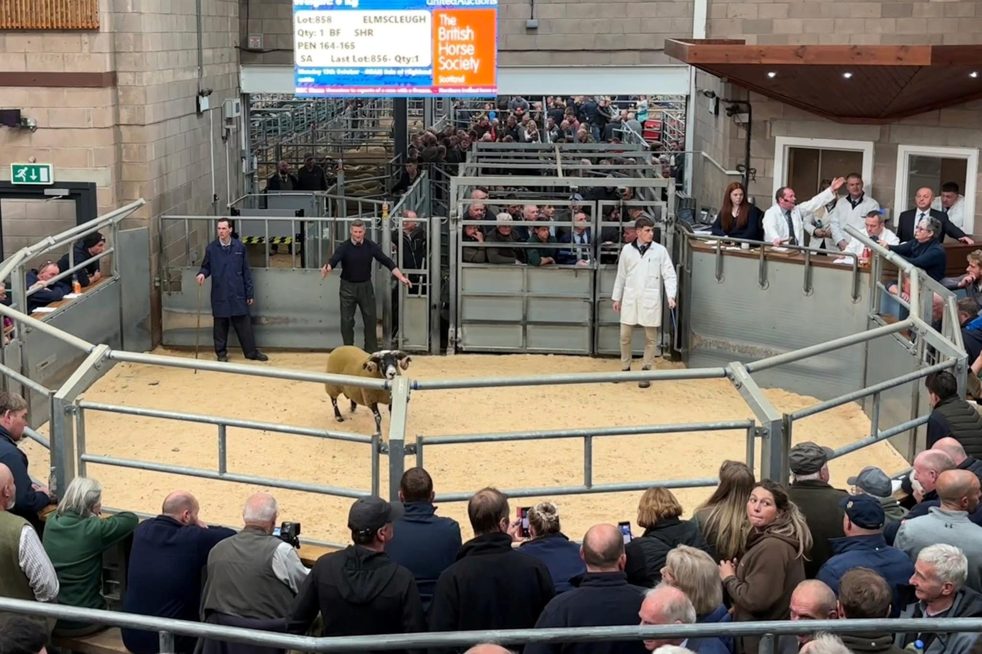 Perth Ram Society sale of Blackface rams