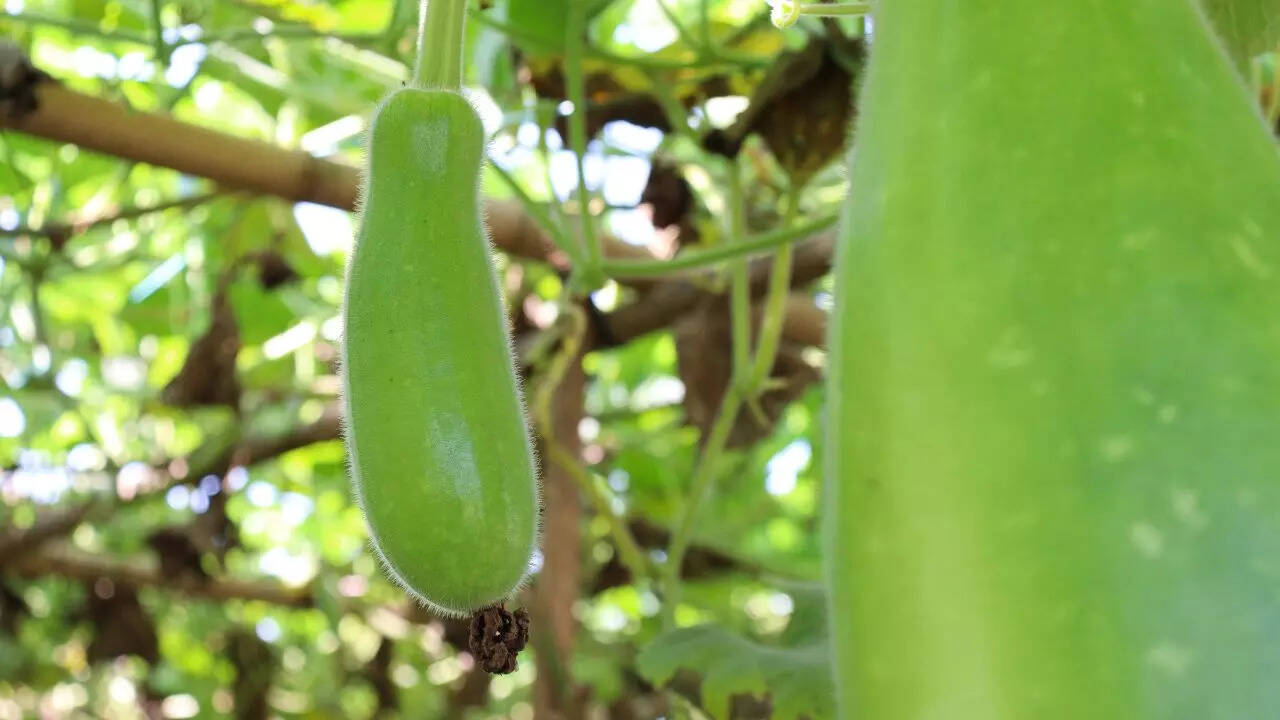 How to grow lauki (bottle gourd) in balcony garden: 5 simple steps for ...
