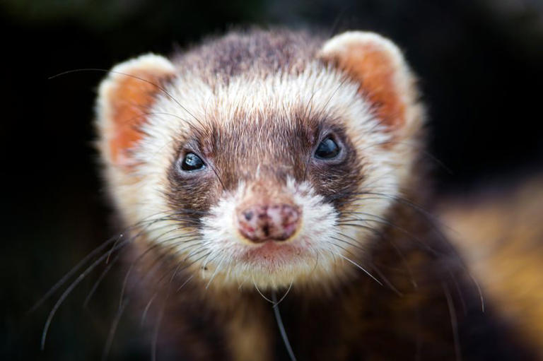 New pandemic fears as swine flu strain found in ferrets mutates to hit ...