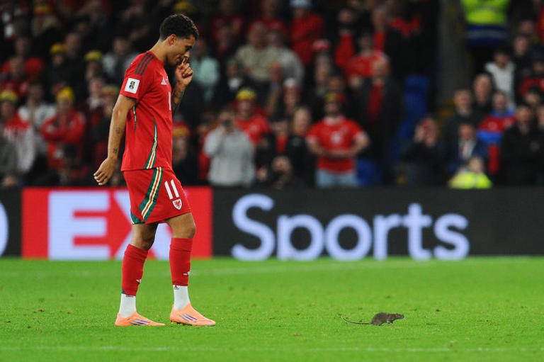Wales vs Belgium halted as giant rat invades pitch in World Cup qualifier