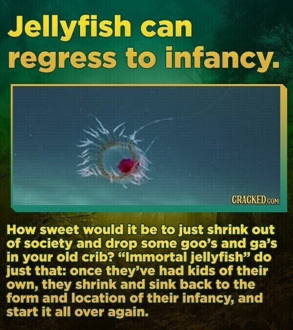 26 Animals and Their Out-of-This-World Traits