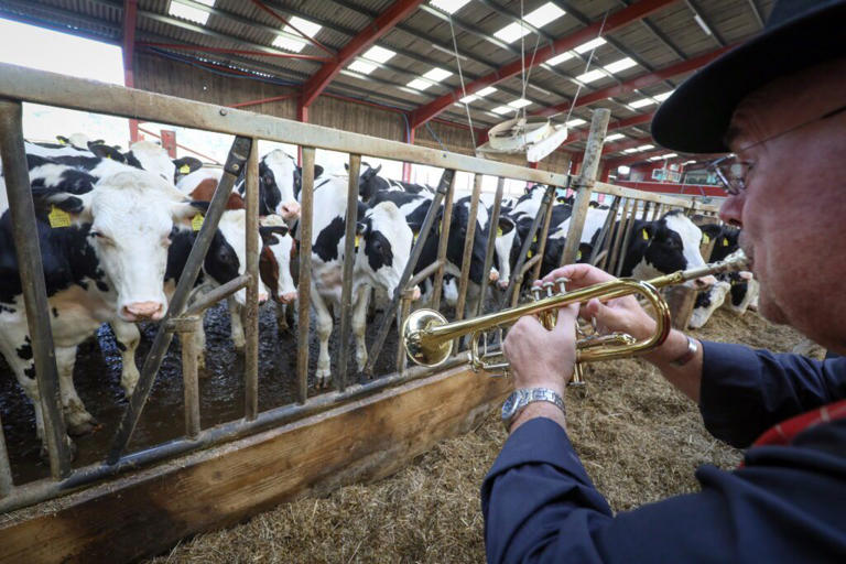 Farm invites jazz band to play for cows in bid to boost milk