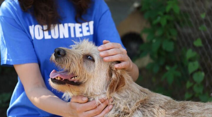 5 Helpful Things to Donate to Animal Shelters This Fall