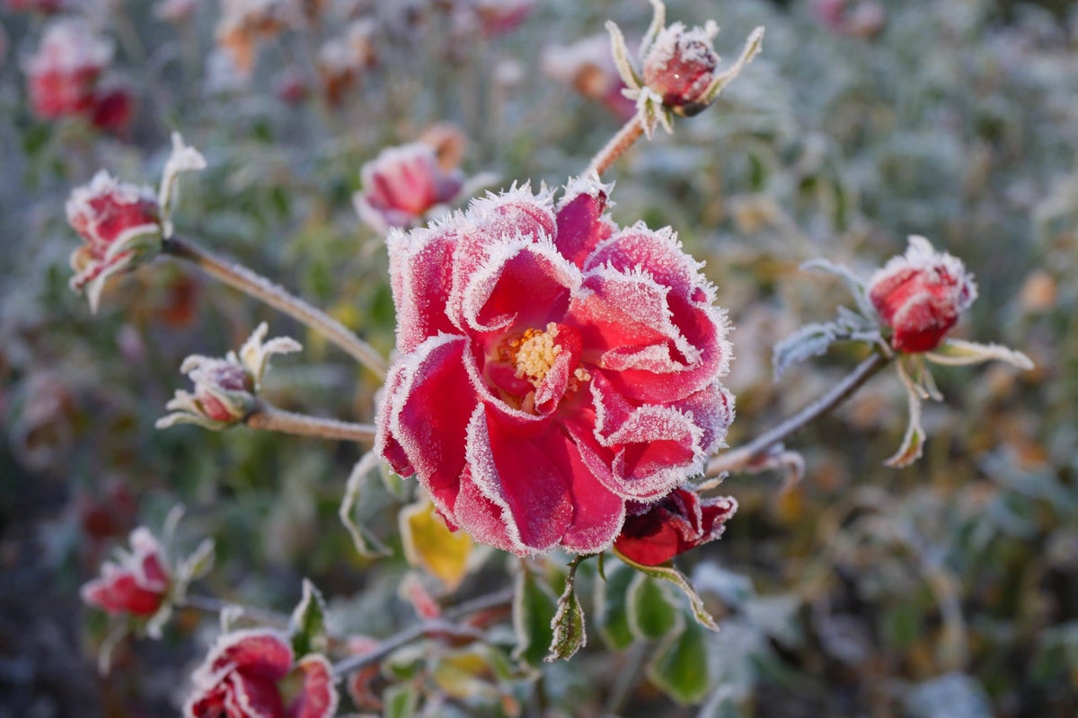 How can you tell if your prized plants have been caught by frost?