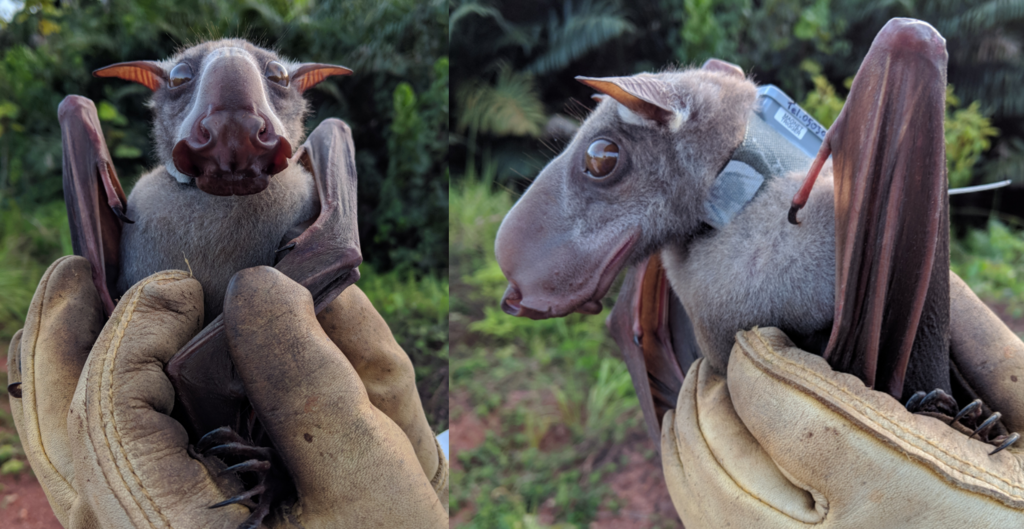 Meet The Hammer-Headed Bat, One Of The Strangest Critters On Earth