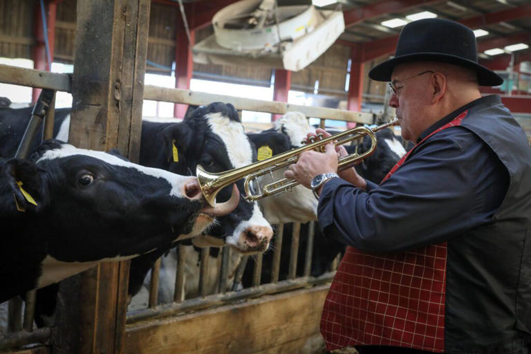 Farm invites jazz band to play for cows in bid to boost milk