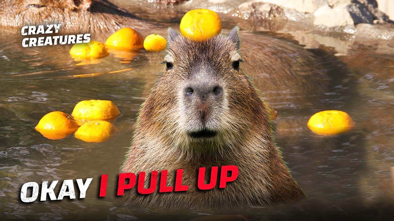 Why Even Predators Respect the Capybara
