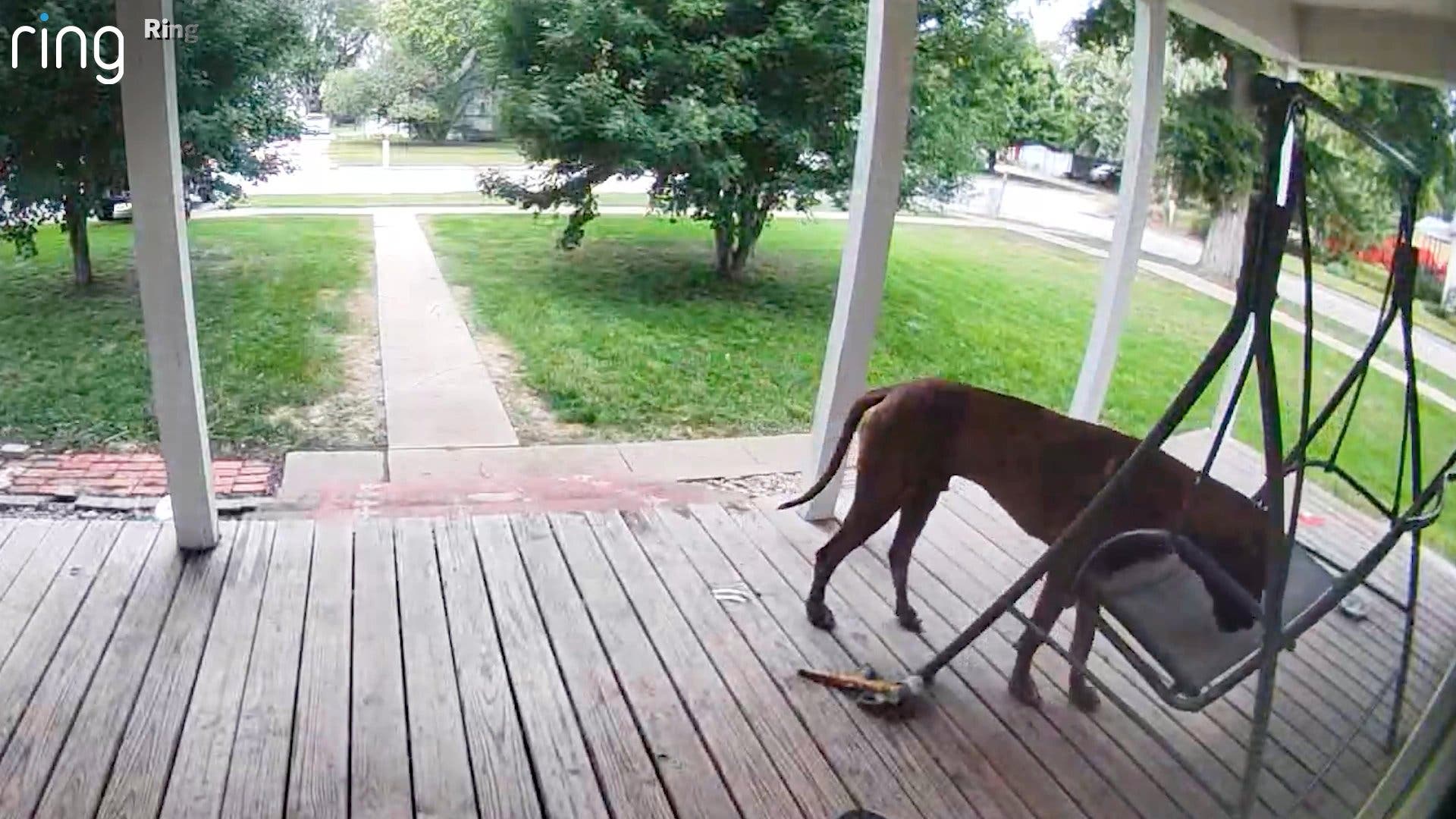 Security Cam Captures Sweet Moment Huge Dog Discovers Favorite New Nap Spot