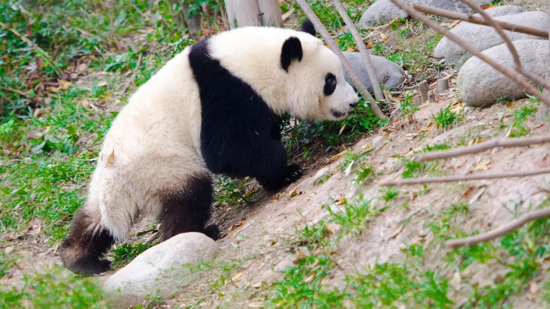 From Giant panda cub to Fennec fox kit: 8 adorable baby animals that ...