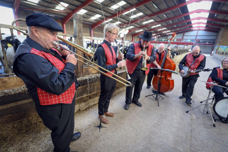 Farm invites jazz band to play for cows in bid to boost milk