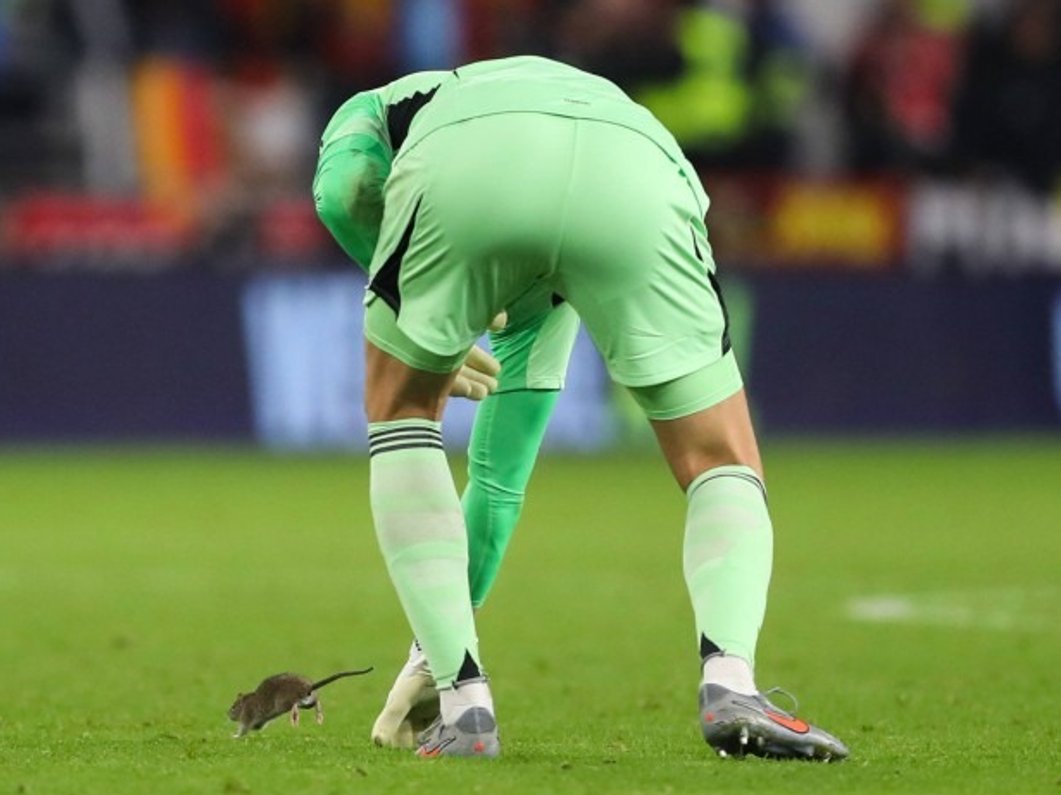 Animal speedster: Rat interrupts football match