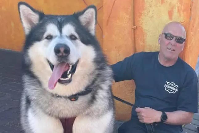 Mal, the 82-kilo giant dog that is a sensation on England's social ...