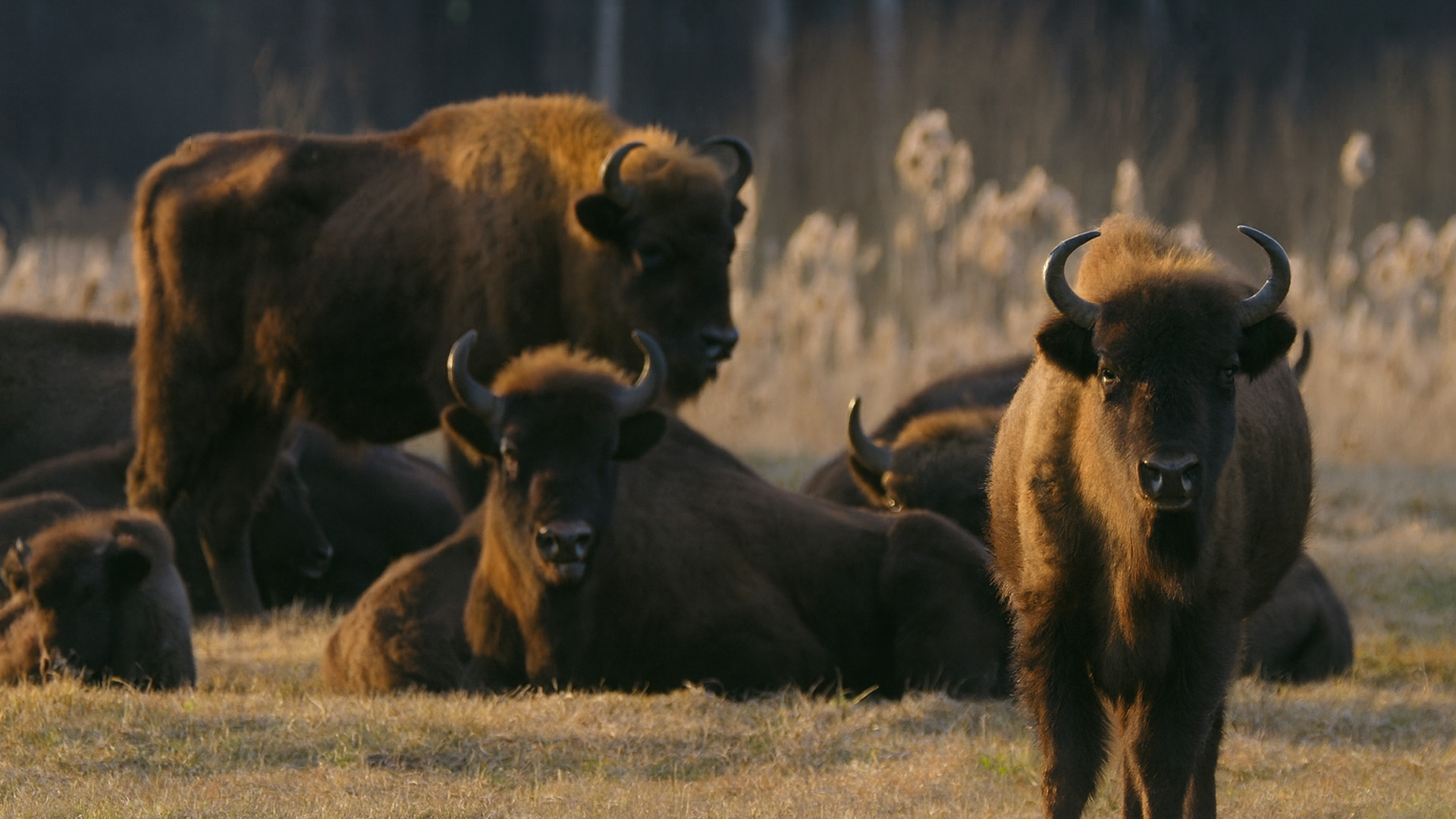 Europese bizon in het wild – zoogdier uit Polen