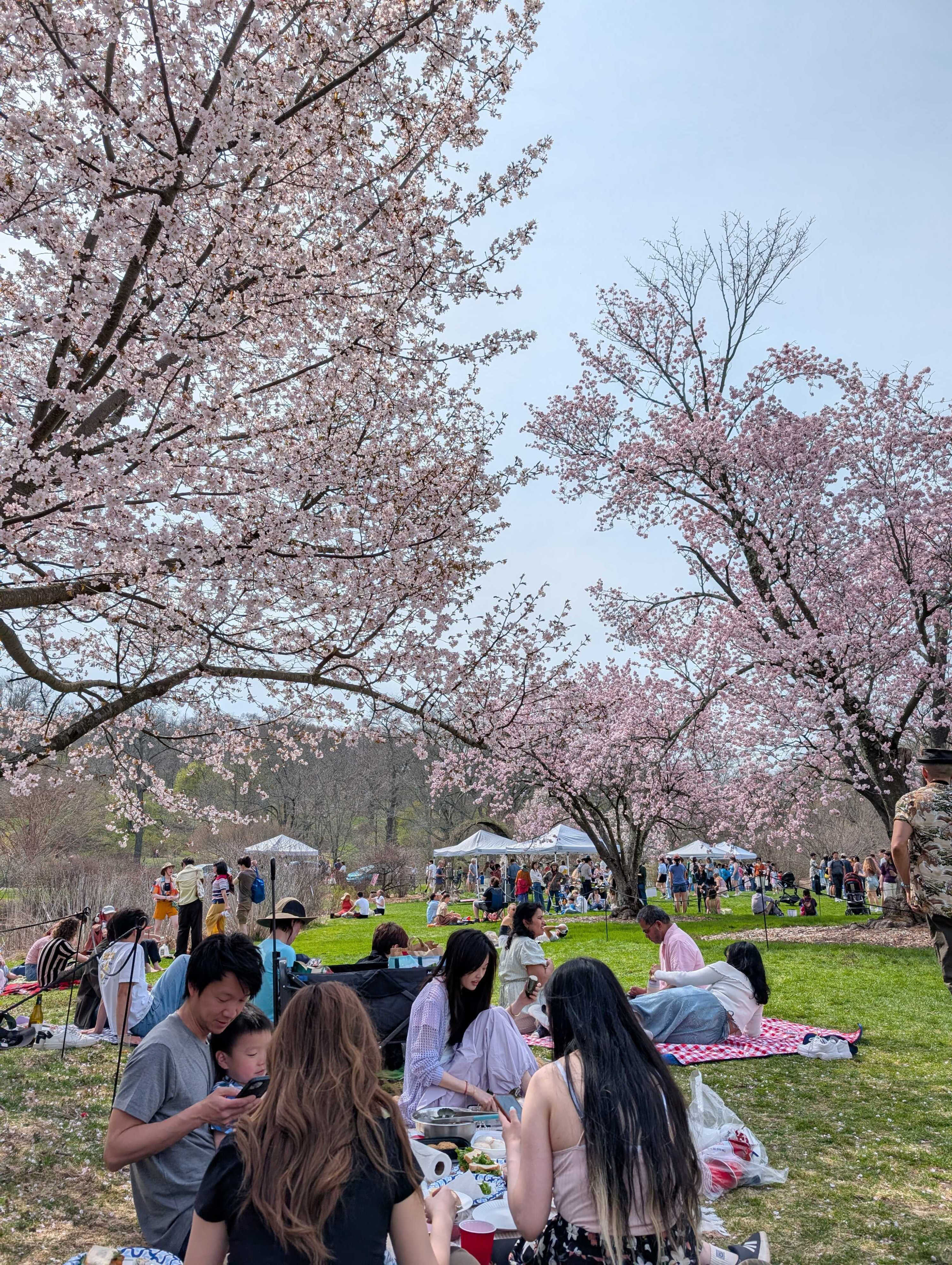 Boston Bucket List: The leafy oasis at the Arnold Arboretum