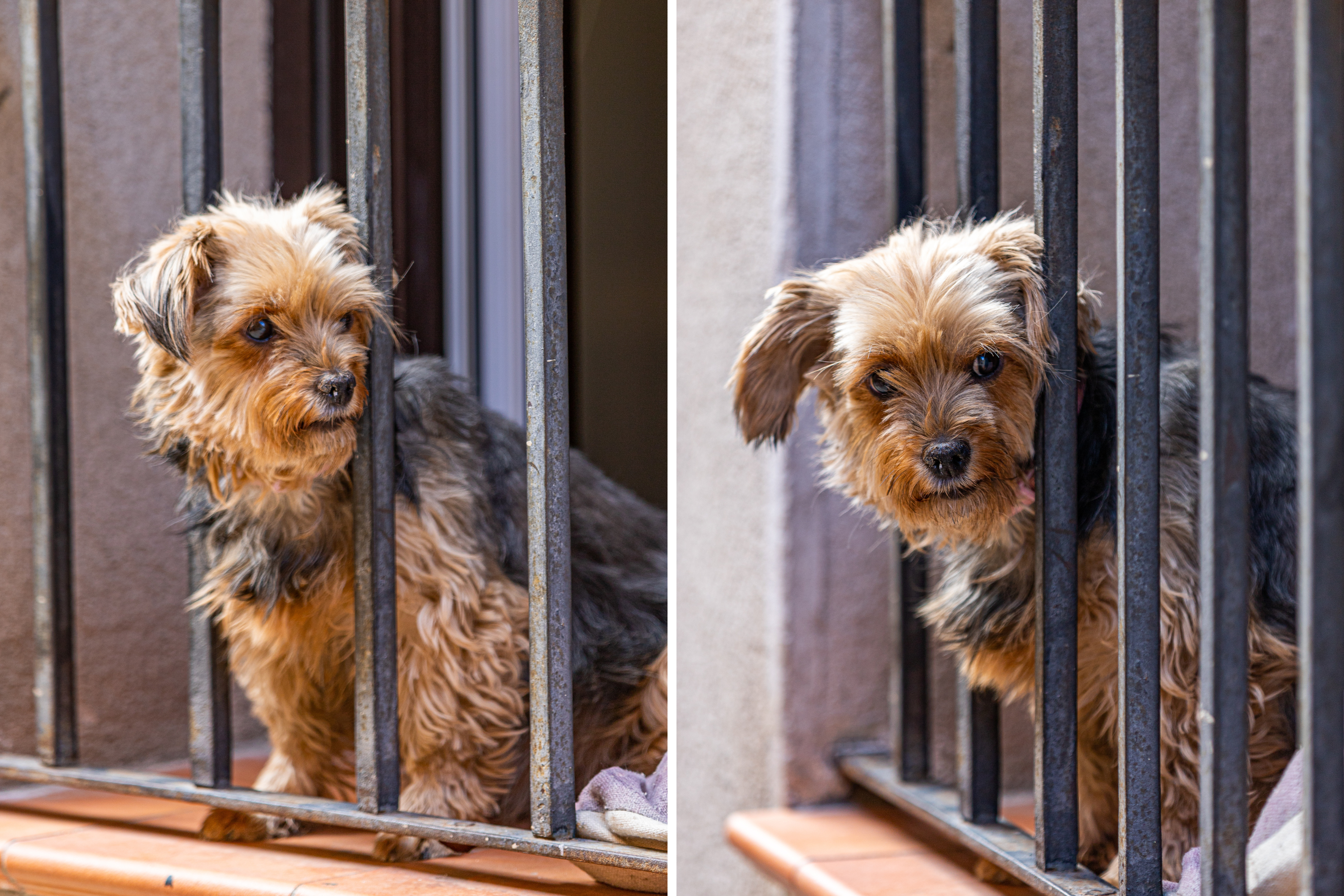Dog goes missing for two days, her "punishment" once found goes viral
