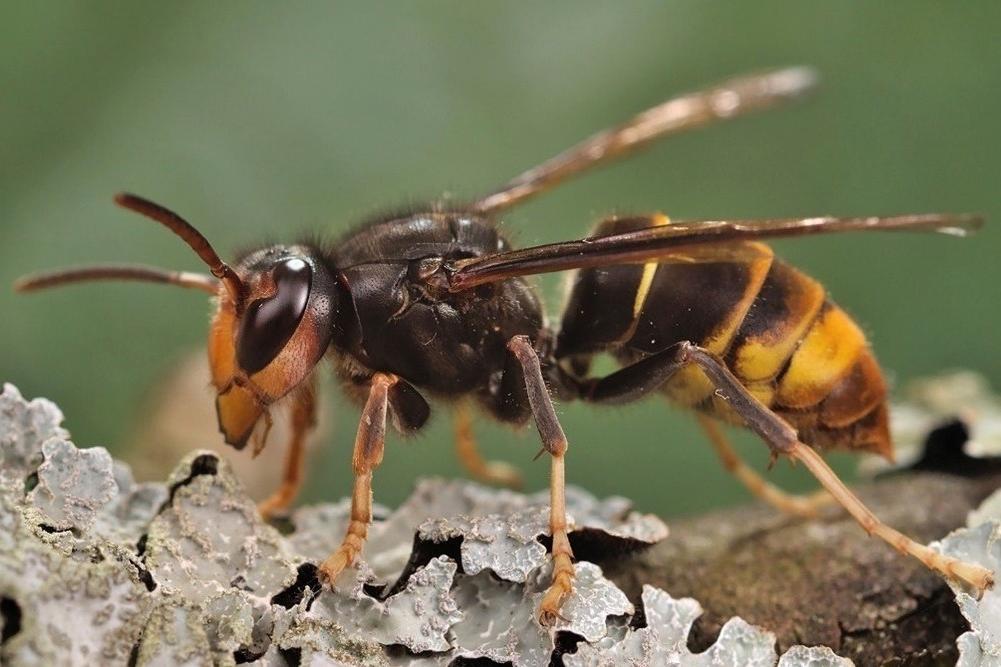 UUP MP raises concerns after invasive Asian hornet (also known as ...