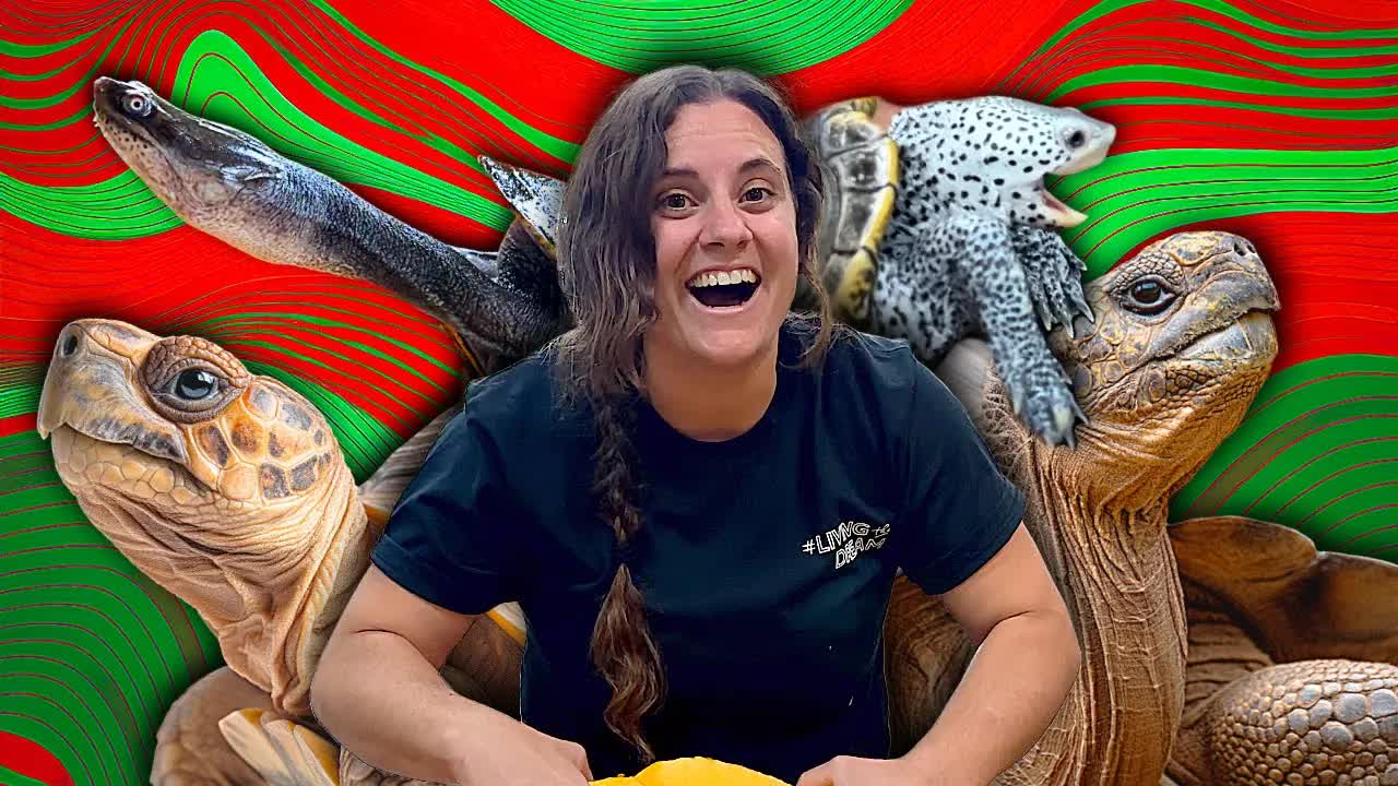 Meet All My Turtles & Tortoises! 🐢🐢 So Many Shells, So Many Personalities!