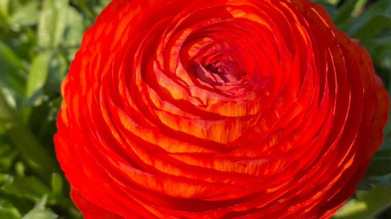 10 Varieties Of Ranunculus You Should Plant In October For A Beautiful ...