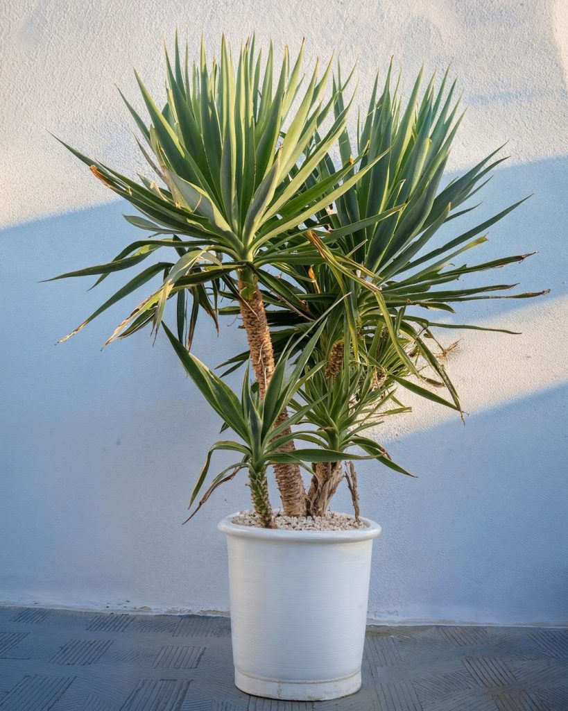 House Plants That Are Easy To Maintain
