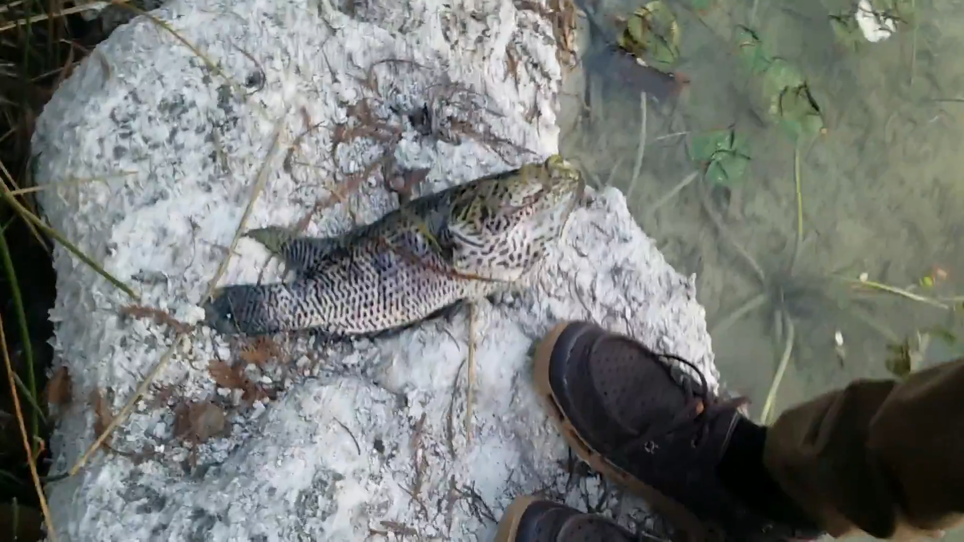 I buried my pond fish pets - a heartbreaking goodbye