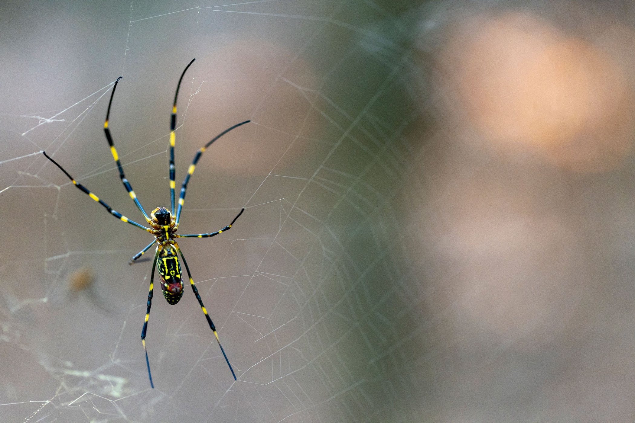 Invasive species of spiders in Georgia may carry bacteria that could ...