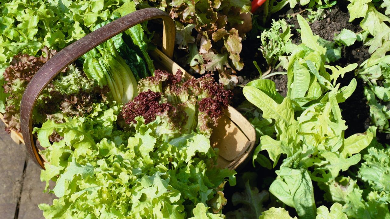 5 of the Best Cut-and-Come-Again Lettuce Varieties – All Recommended By ...
