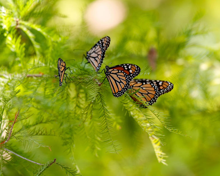 Monarch butterfly sightings surge in Oklahoma as 2026 migration underway
