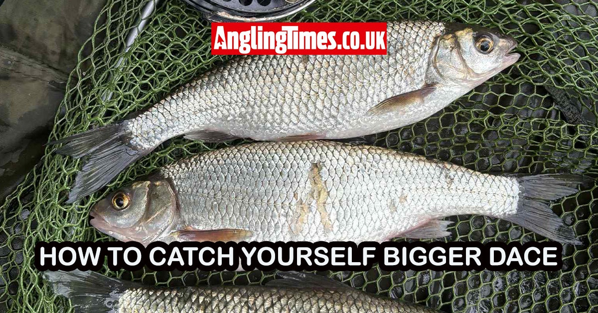 How to catch big dace from tiny streams | Dan Bouskila