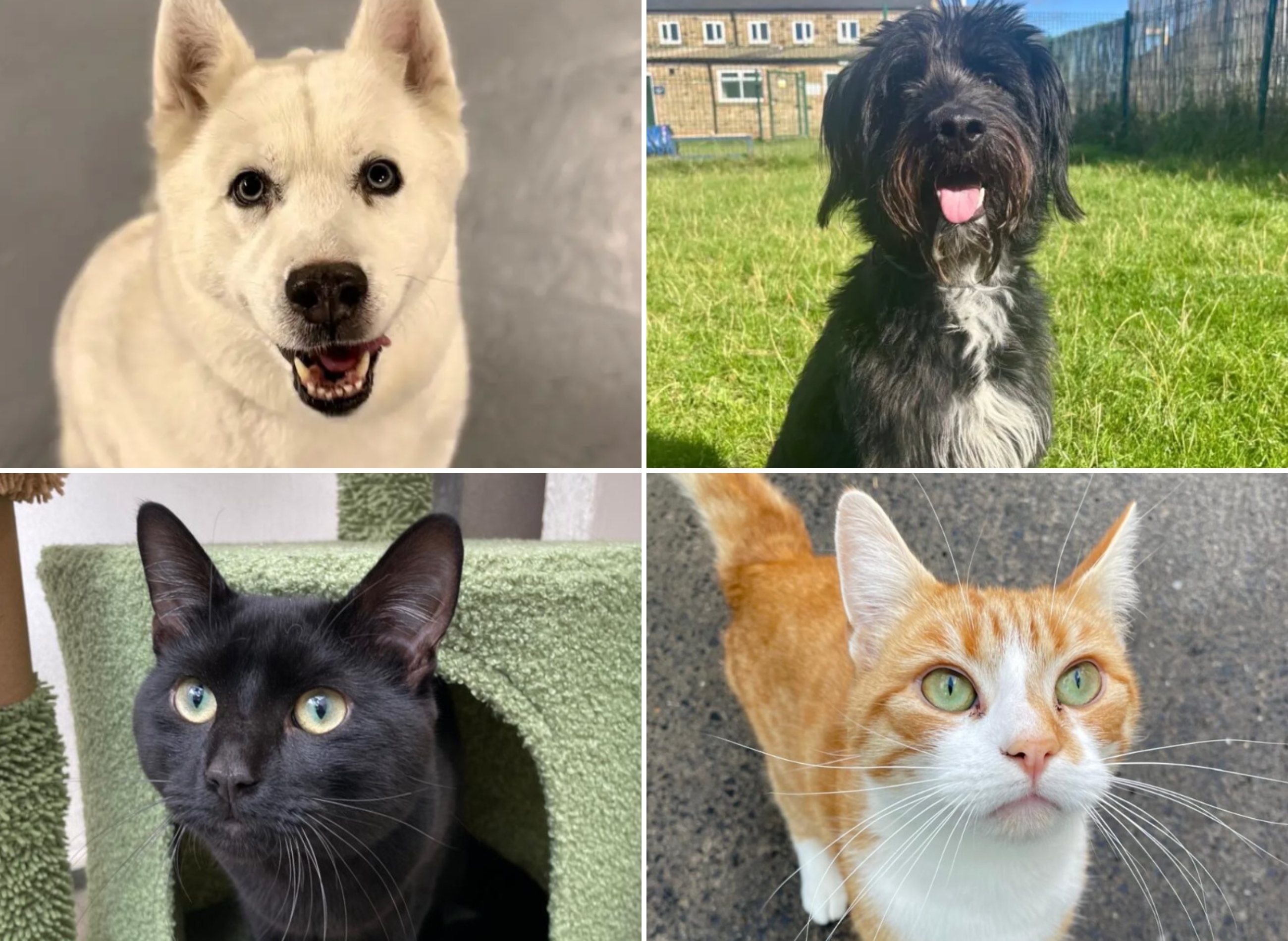‘They are adorable’ - These 17 North East pets are looking for their ...
