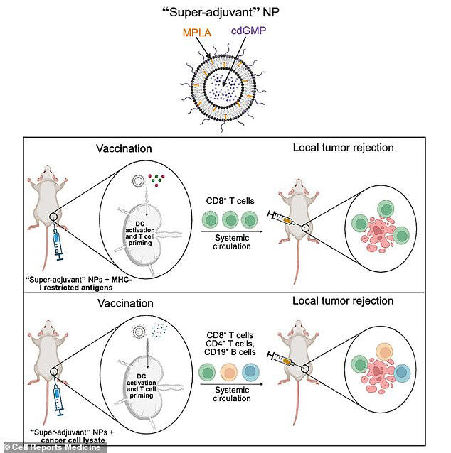 Groundbreaking 'super vaccine' could stop cancer in its tracks