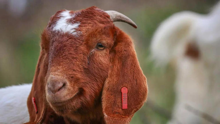 5 popular Indian goat breeds and what makes them special