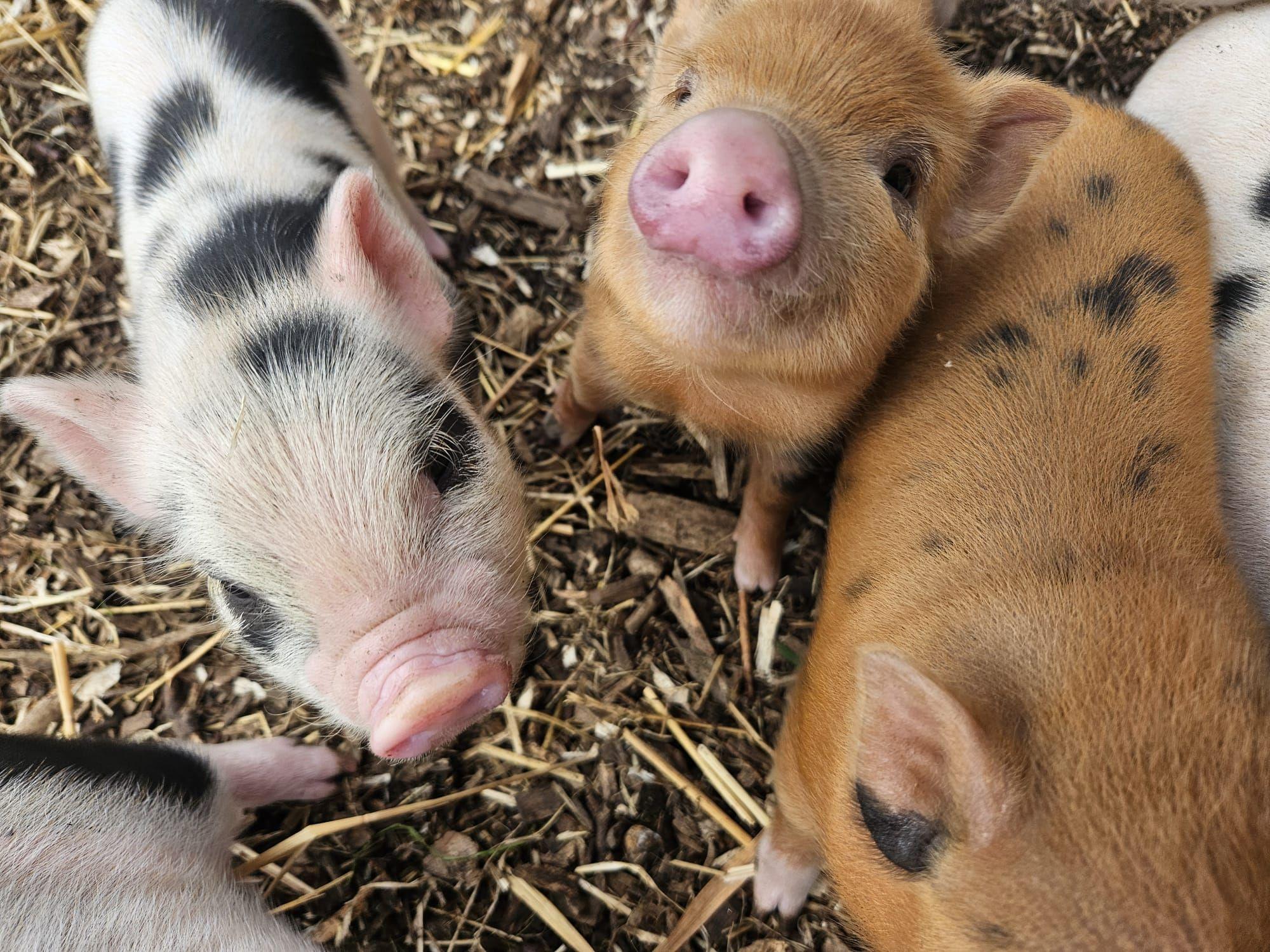Piglets in peril! Kew Little Pigs appeals to local tree surgeons for ...