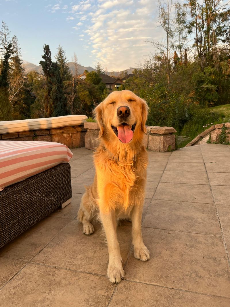 28 Peaceful and Gentle Dog Breeds That Thrive on Human Affection