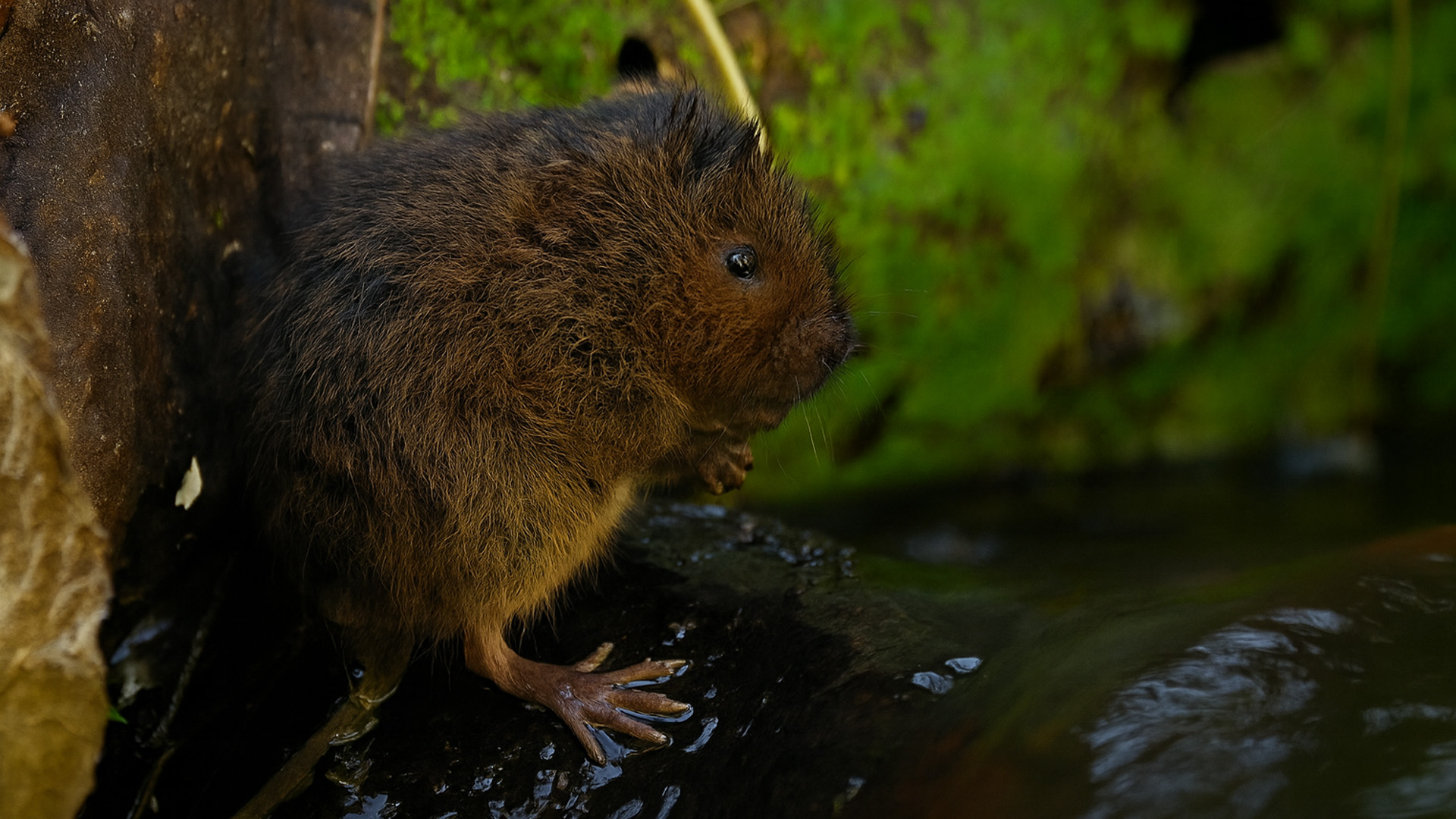 Wet Aquatic Animal – Water Vole in the Wild