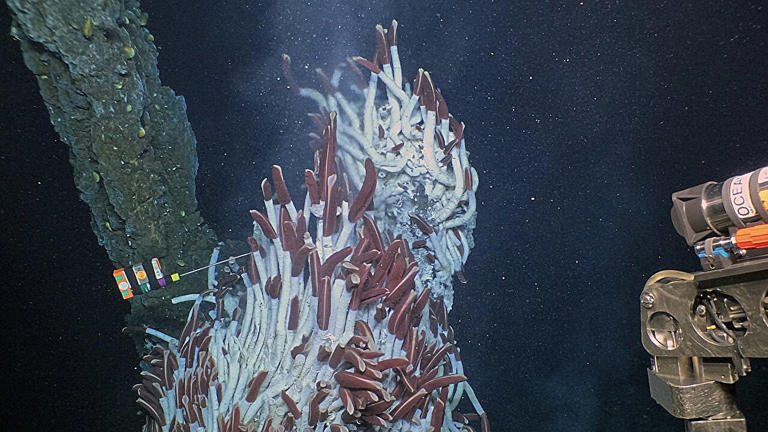 Hydrothermal vent temperatures reveal new way to forecast eruptions at ...