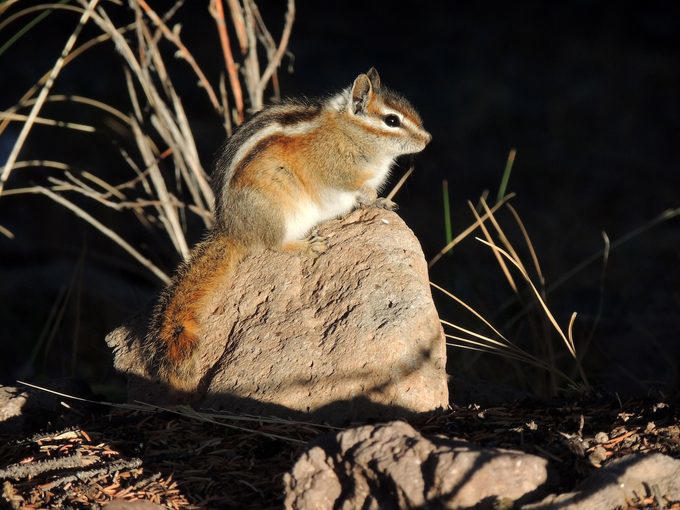 7 Fascinating Chipmunk Facts to Know