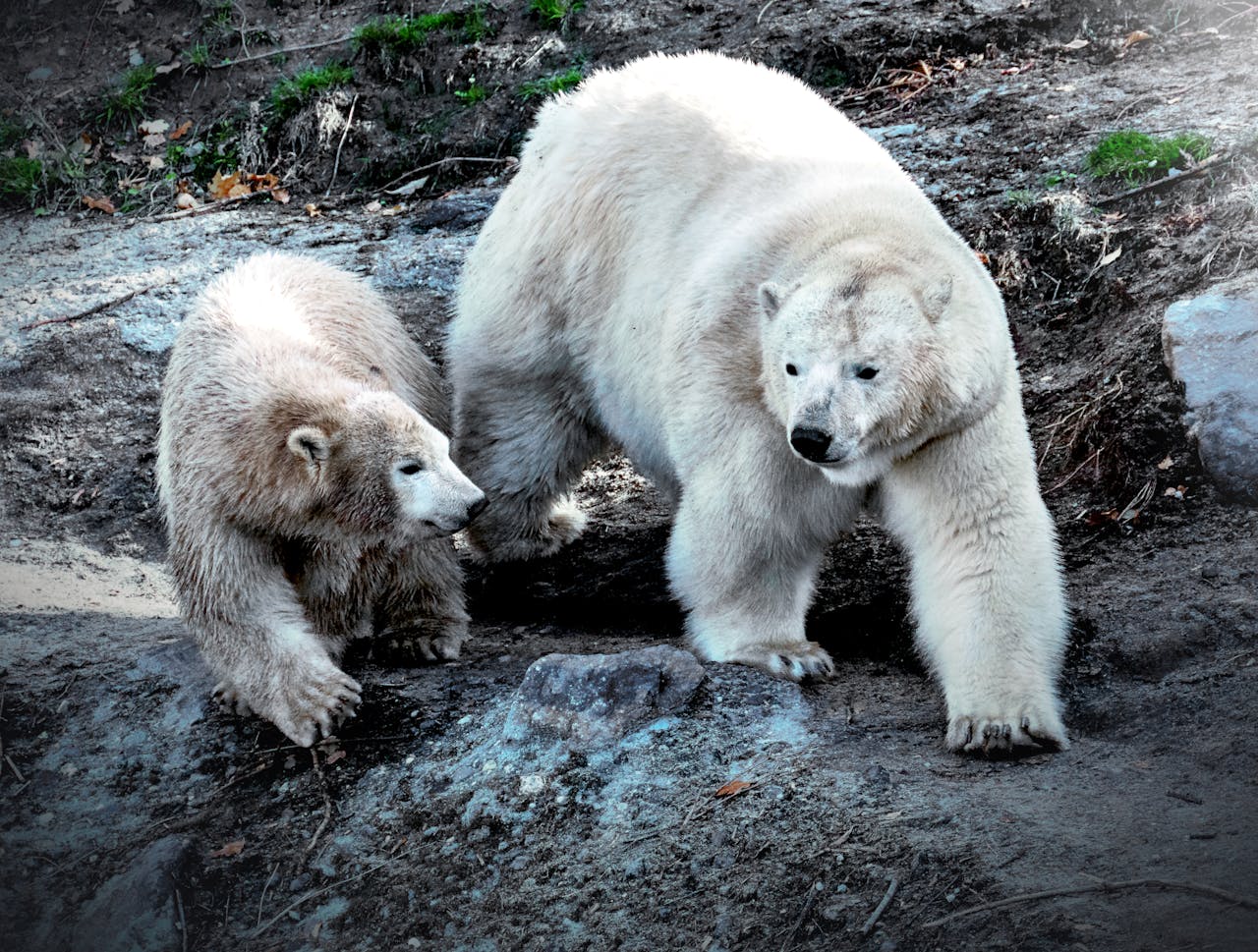 The most dangerous animals in Canada (and how to avoid encounters)
