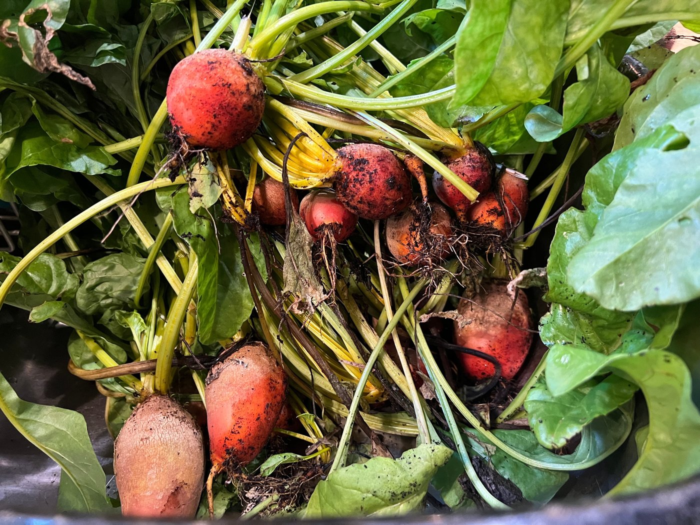 How to cook, freeze or pickle plant scraps instead of throwing them away