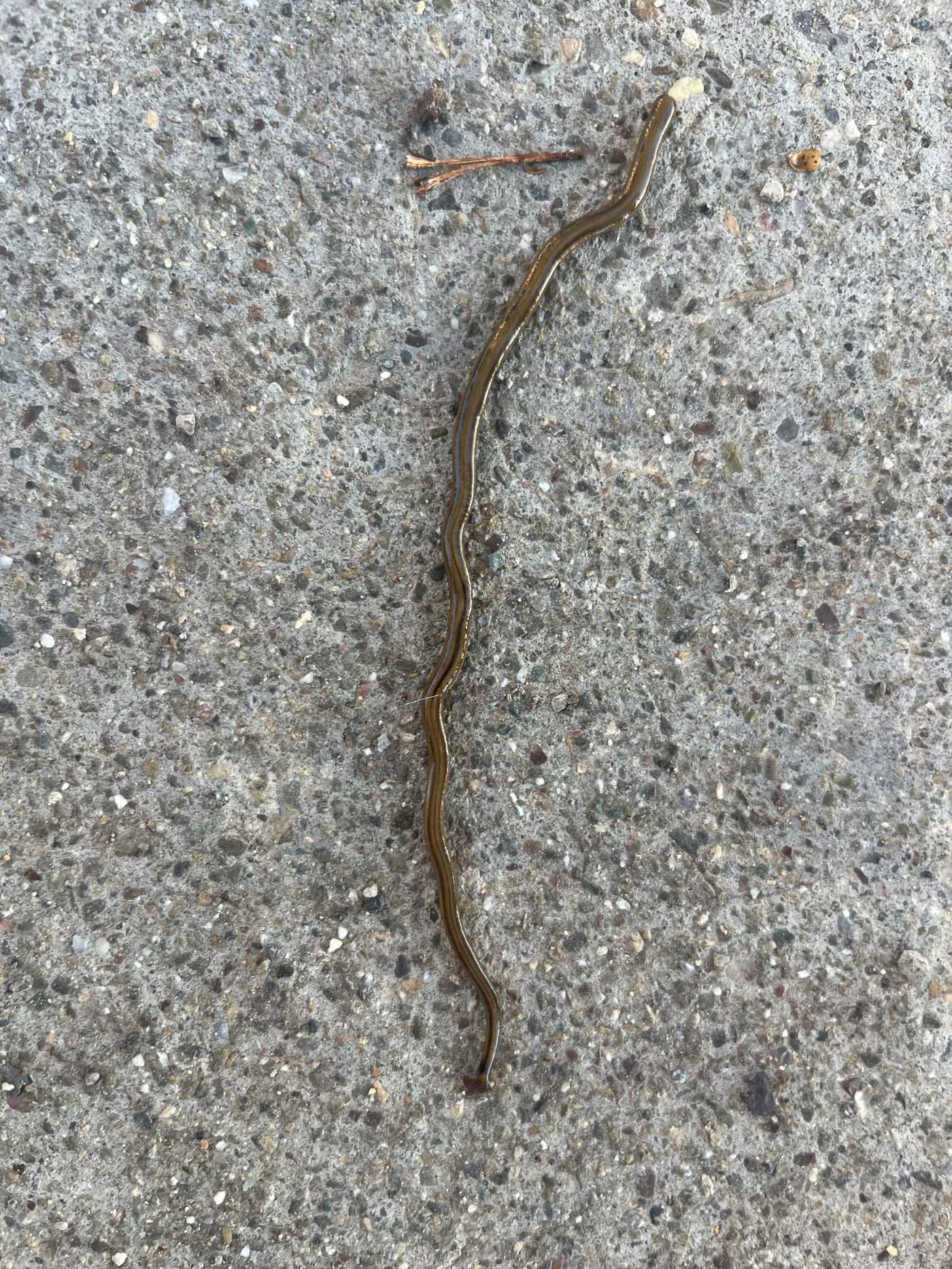 Hammerhead worm surprises local students