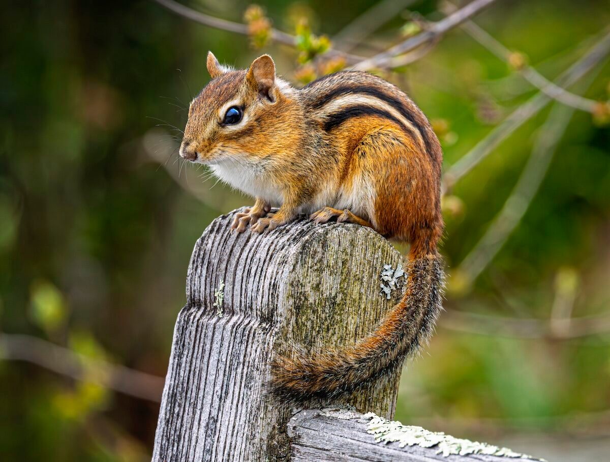 7 Fascinating Chipmunk Facts to Know
