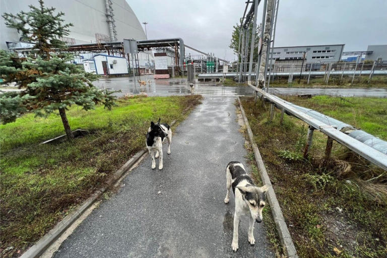 Chernobyl’s Dogs Are Mutating Faster Than Anyone Expected: What ...