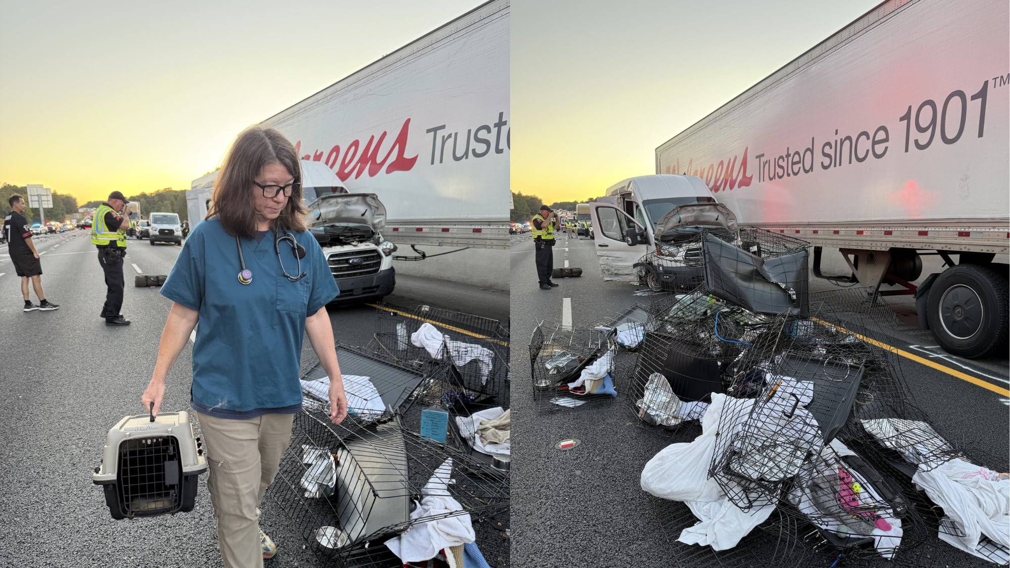 Cats missing after animal rescue group involved in crash that killed 8 ...