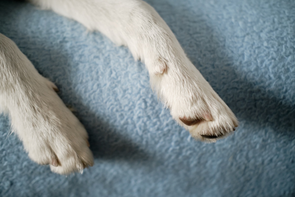 Rare All-White Border Collie Puppy Is Taking Everyone's Breath Away