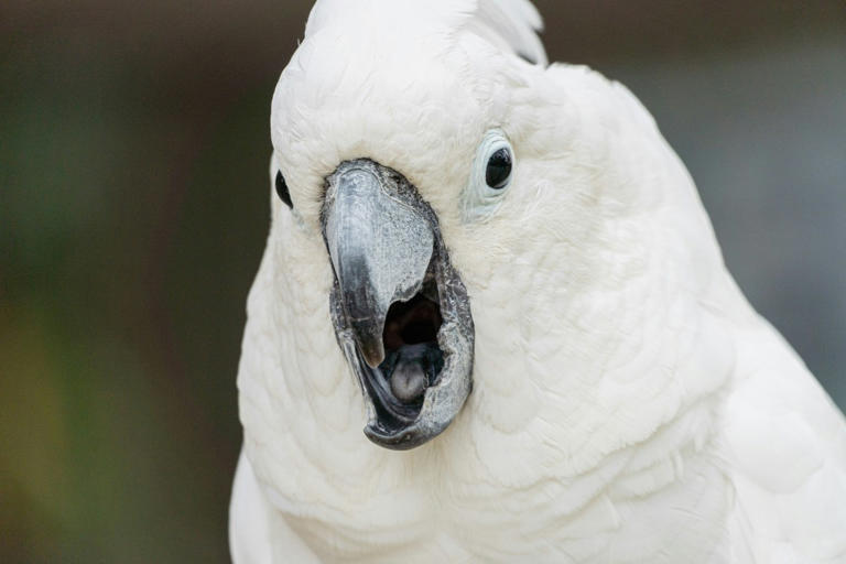 Precious Cockatoo Singing Her Heart Out for No Reason Will Make Your Day