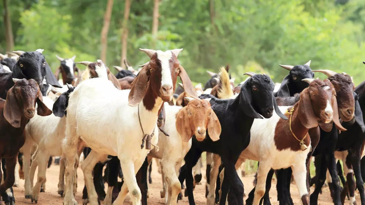 5 popular Indian goat breeds and what makes them special