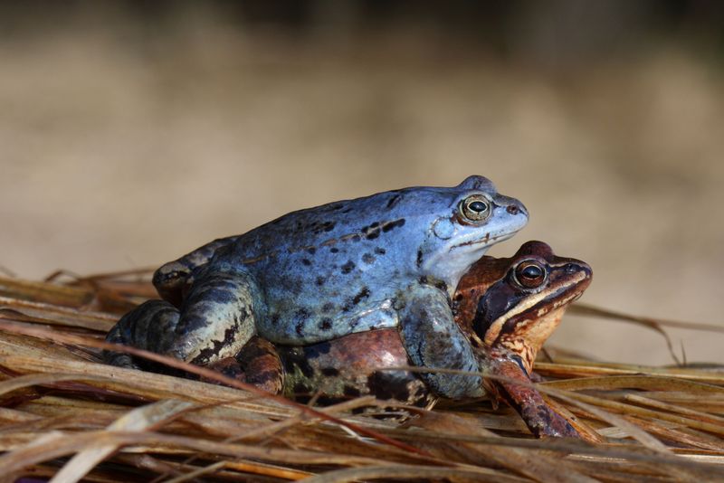 5 Creatures That Thrive In Acidic Waters