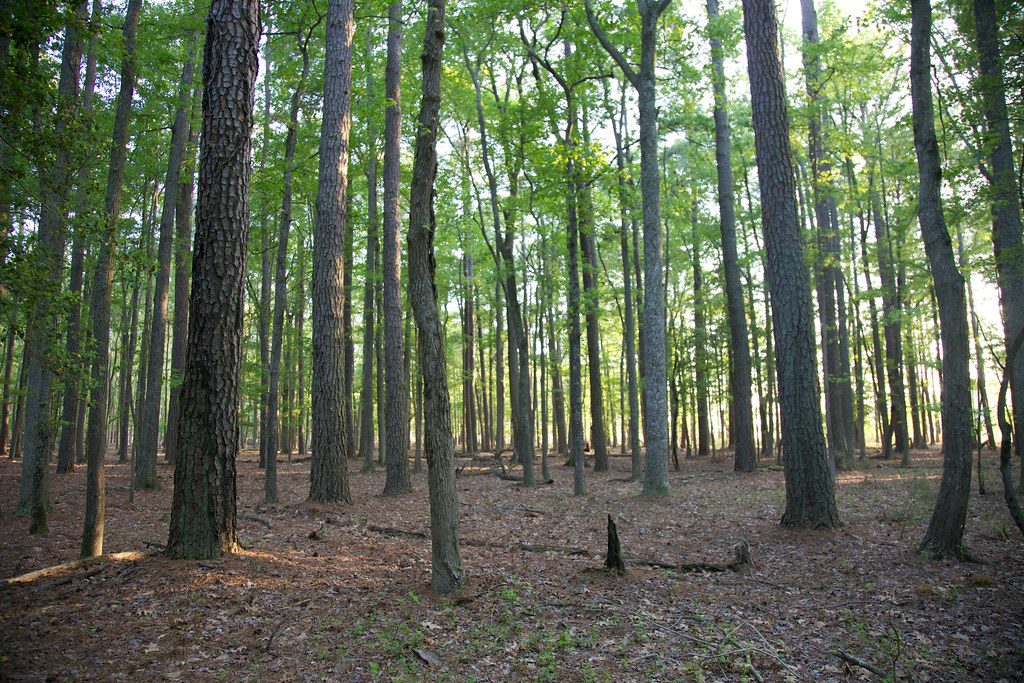 8 Firewood Gathering Tips for Efficient Camping
