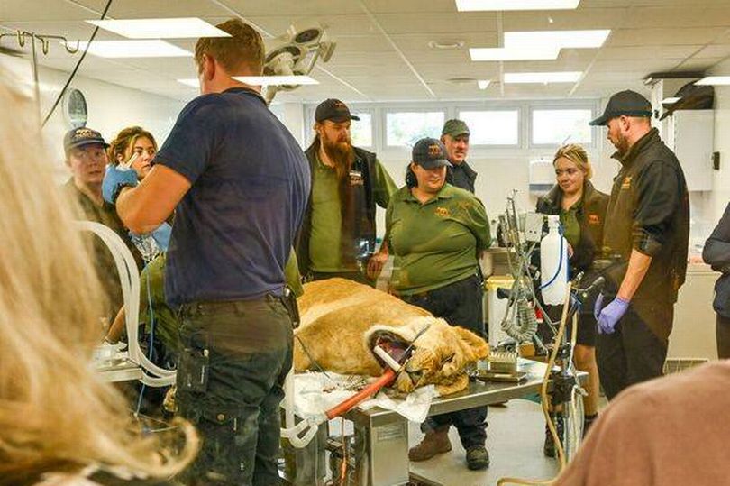 Incredible video shows Lioness regaining her pride after major dental ...