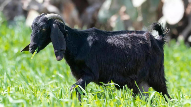 5 popular Indian goat breeds and what makes them special
